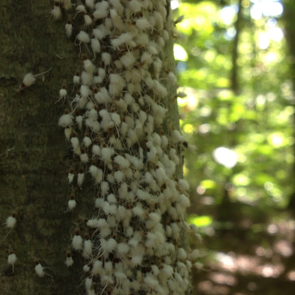 Beech Blight Aphid | Project Noah