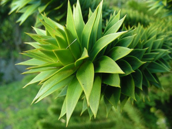 ? Plant | Project Noah