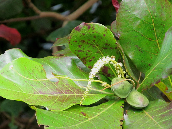 Tropical Almond | Project Noah