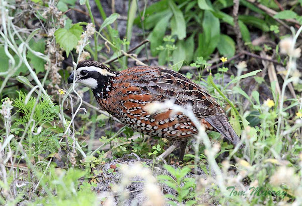 Northern Bobwhite | Project Noah