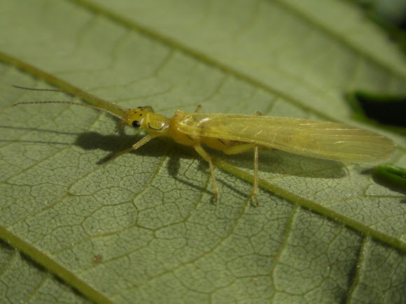Green Stonefly | Project Noah