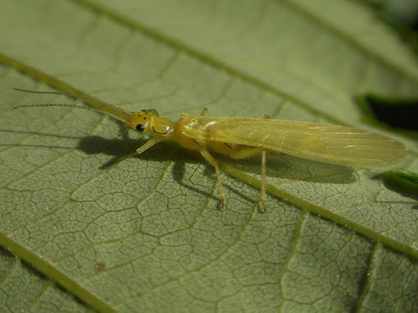 Green Stonefly | Project Noah