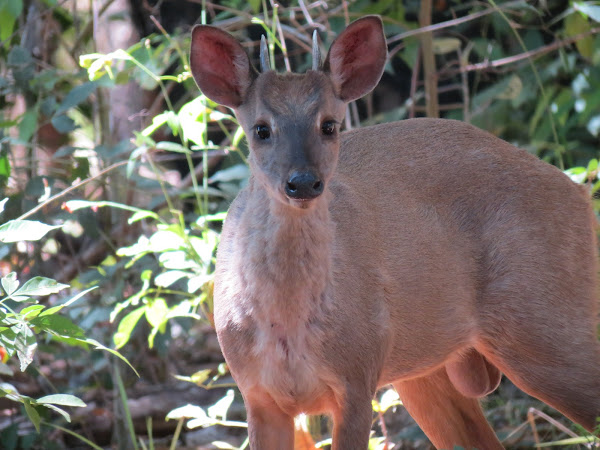 Red brocket | Project Noah