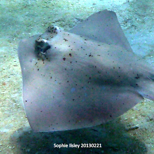 Spotted maskray | Project Noah