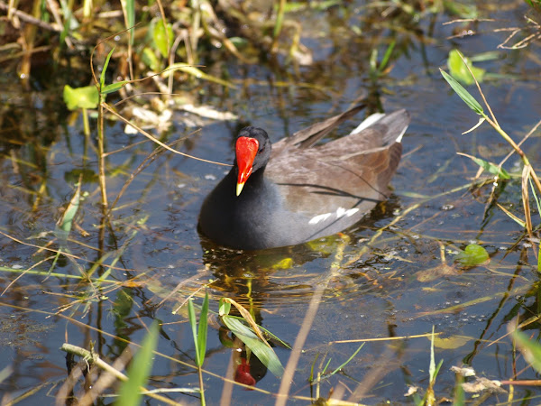 Common Gallinule | Project Noah