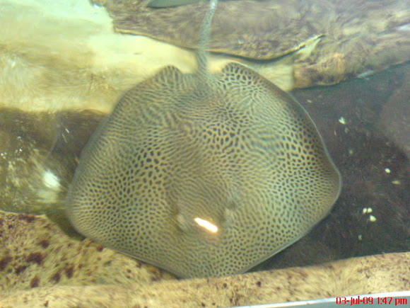 Leopard Stingray | Project Noah