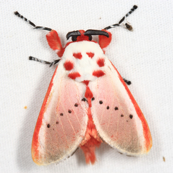 Megalopygid Moth | Project Noah