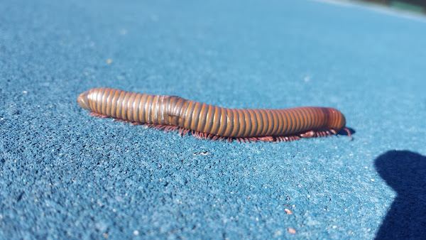 North American Millipede | Project Noah