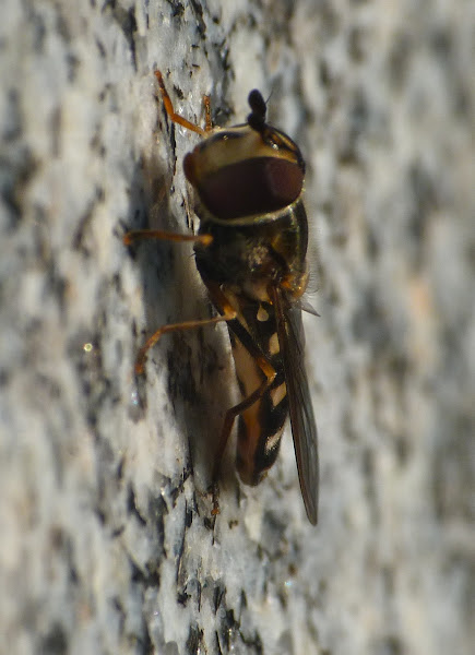 American hoverfly | Project Noah
