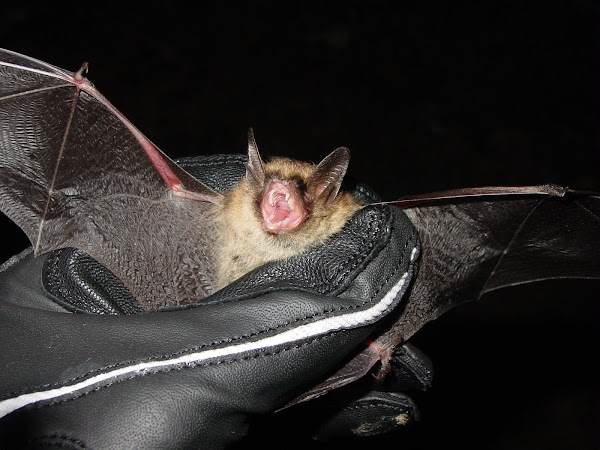 Northern Myotis | Project Noah