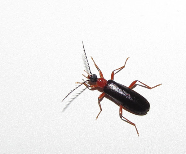 Fire-colored beetle | Project Noah
