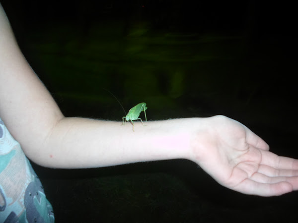 Katydid | Project Noah