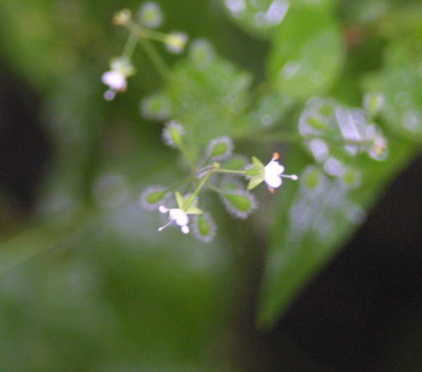 Enchanter's Nightshade | Project Noah