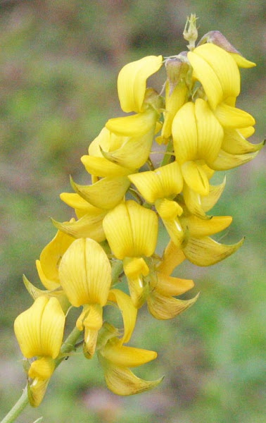 Smooth Rattle-box | Project Noah