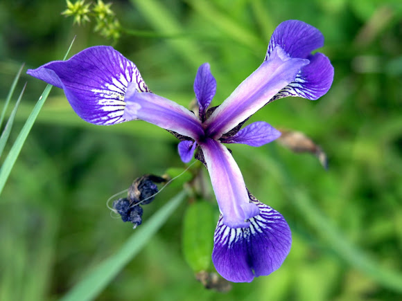 Iris prismatica | Project Noah