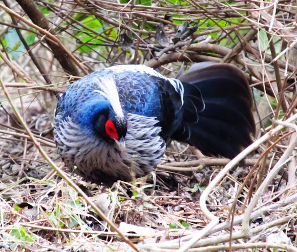 white crested kalij pheasant | Project Noah