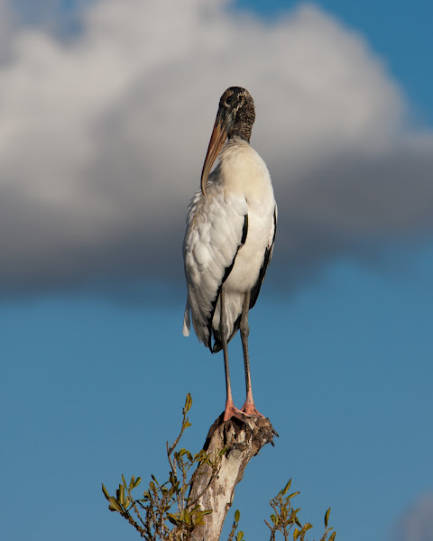 Wood Stork | Project Noah