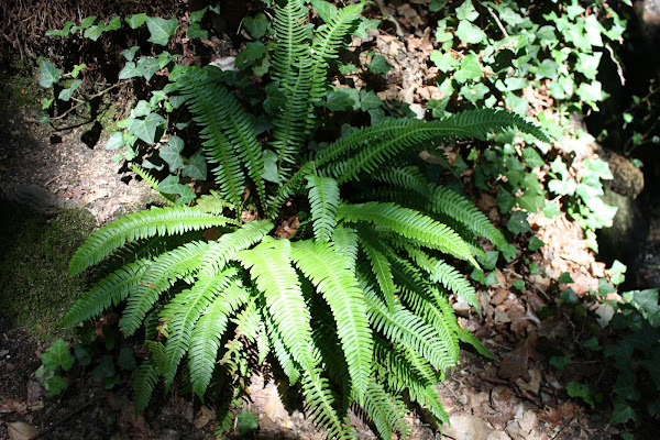 Ladder Fern | Project Noah