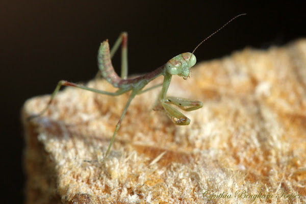 Praying Mantis nymph | Project Noah