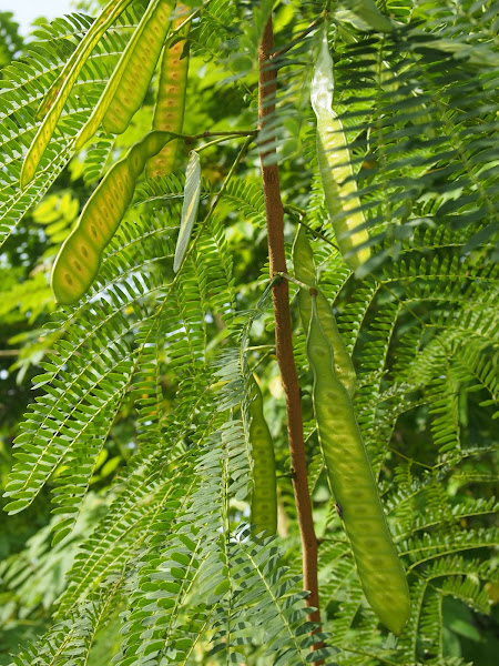 White Lead tree / Jumbay / White popinac | Project Noah