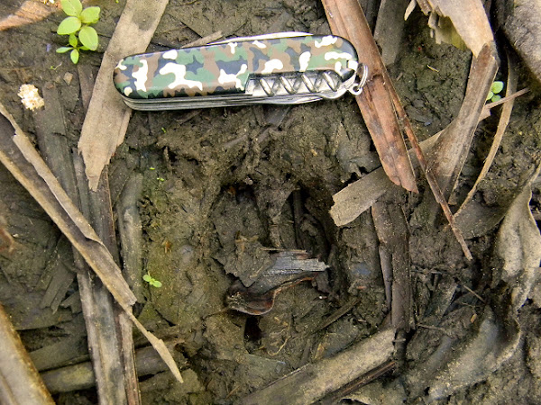 wild boar (tracks) | Project Noah