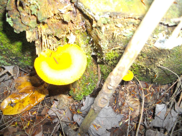 Orange-gilled Waxy Cap | Project Noah