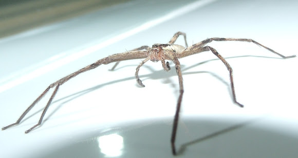 Brown Huntsman Spider | Project Noah