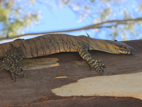 Goanna | Project Noah