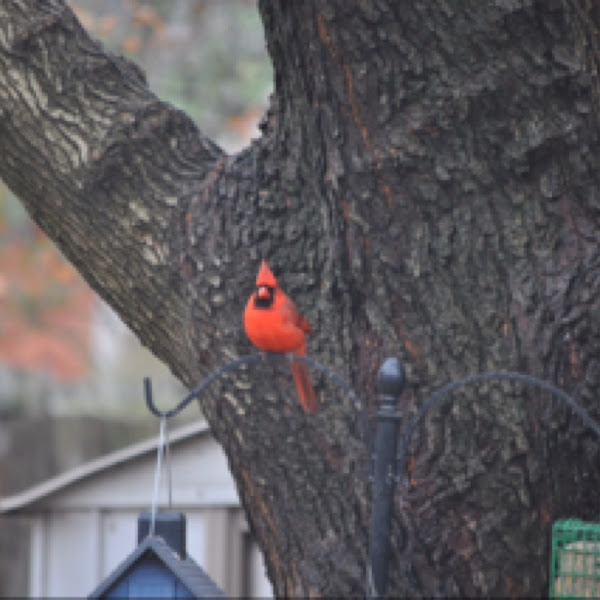 Cardinal | Project Noah