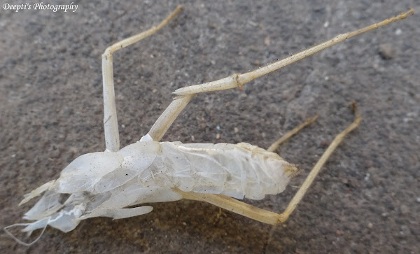 Exoskeleton Moult | Project Noah