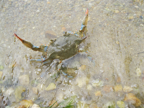 Chesapeake Blue Crab | Project Noah