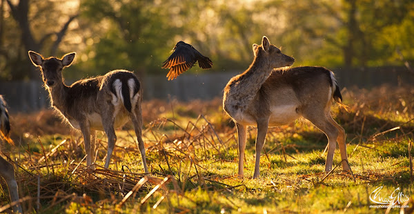 Fallow deer | Project Noah
