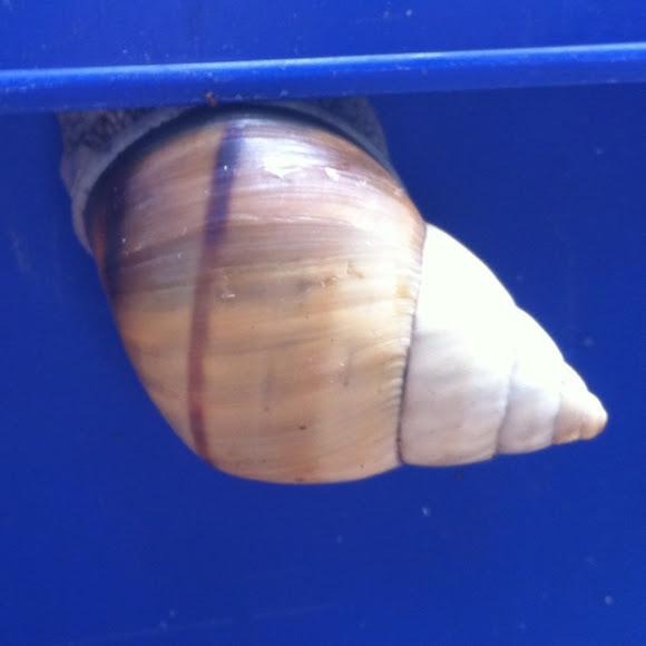 Banded Tree Snail | Project Noah