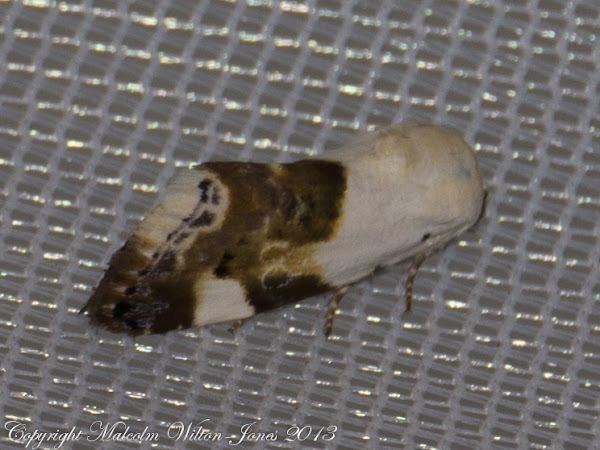 Pale Shoulder Moth | Project Noah