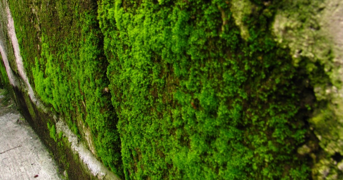 GALLERIA NERI: Luntiang Lumot (Moss Green)