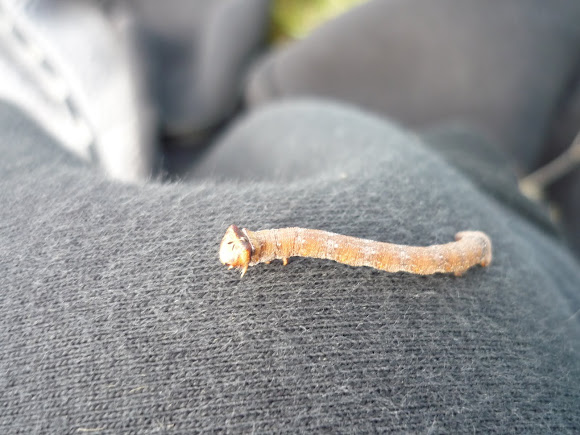 Inchworm | Project Noah