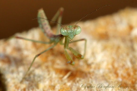 Praying Mantis nymph | Project Noah