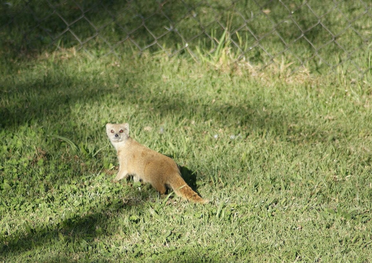 Yellow Mongoose | Project Noah