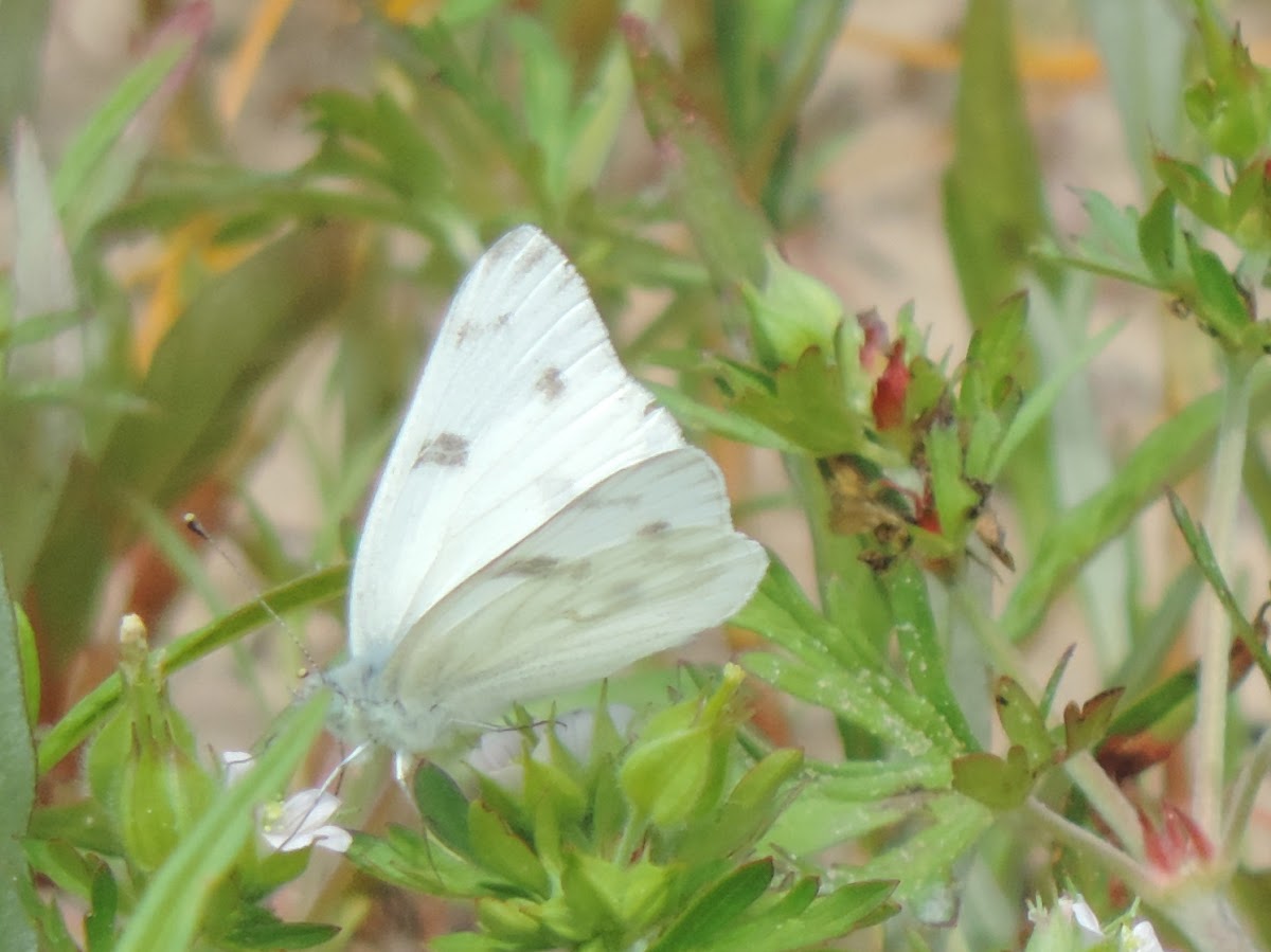 Checkered White Butterfly (male) | Project Noah