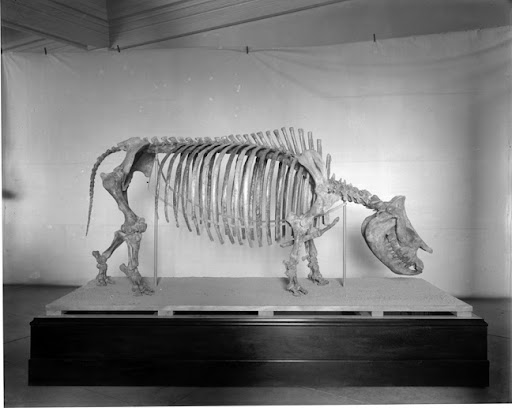 Teleoceras Fossil Skeleton — Google Arts & Culture