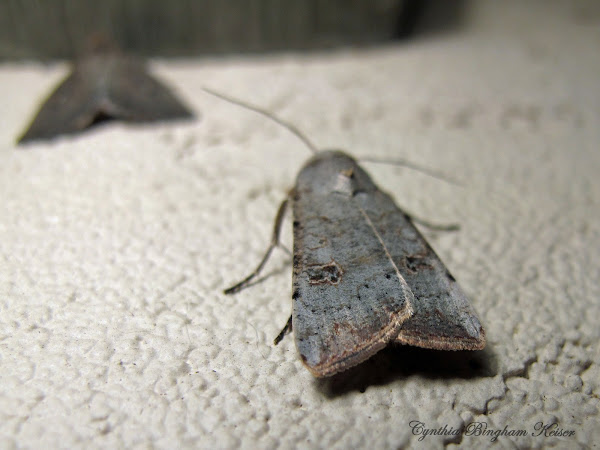 Civil Rustic Moth | Project Noah