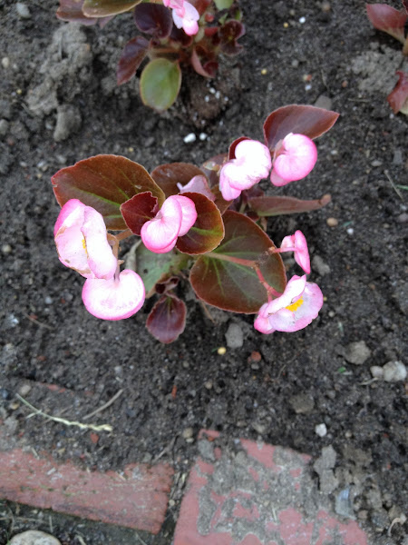 Begonia | Project Noah