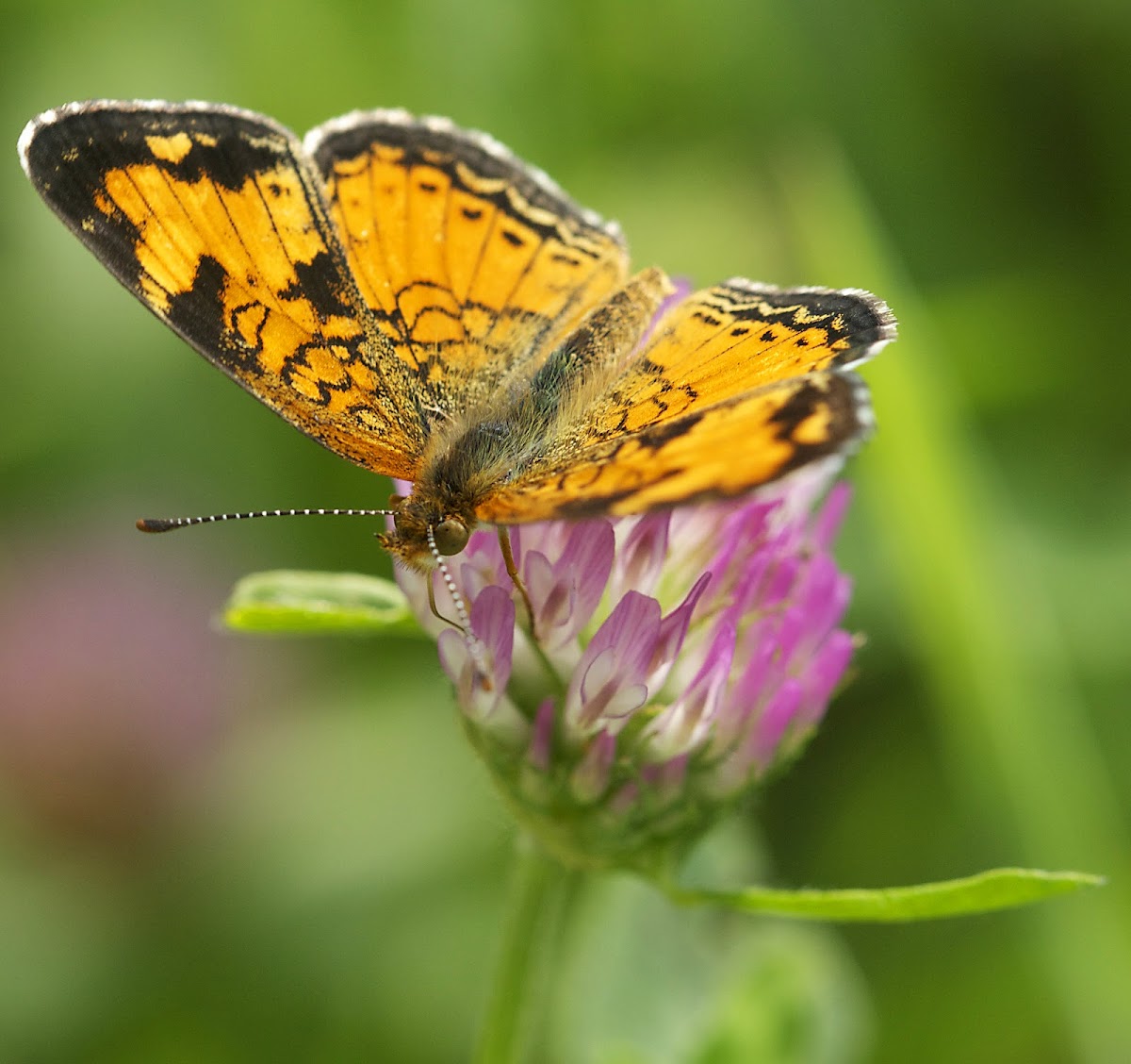 Northern Crescent | Project Noah