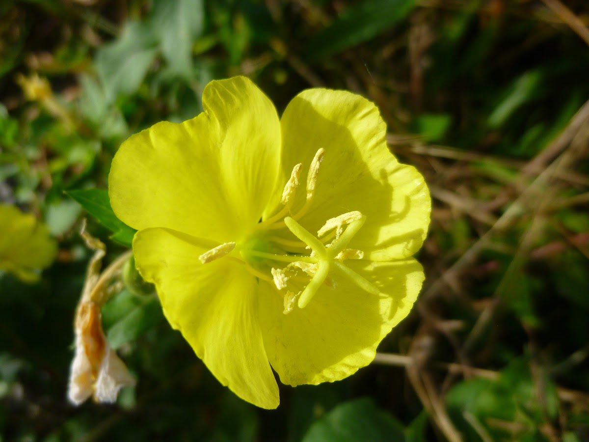 Evening Primrose | Project Noah