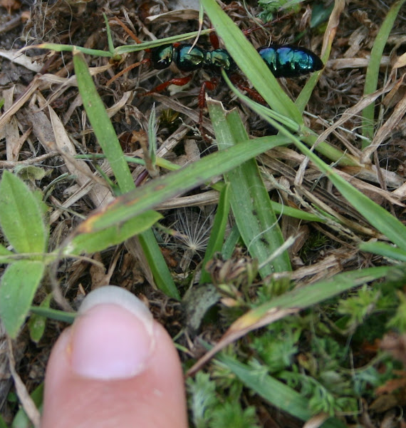 Bluebottle, aka Blue 'ant' wasp Diamma bicolor | Project Noah