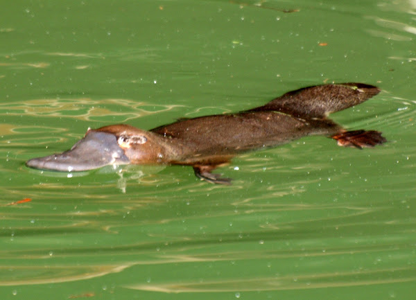 Platypus | Project Noah