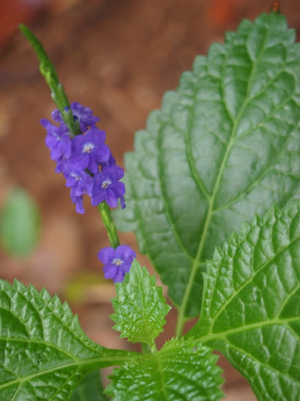 Common snakeweed | Project Noah