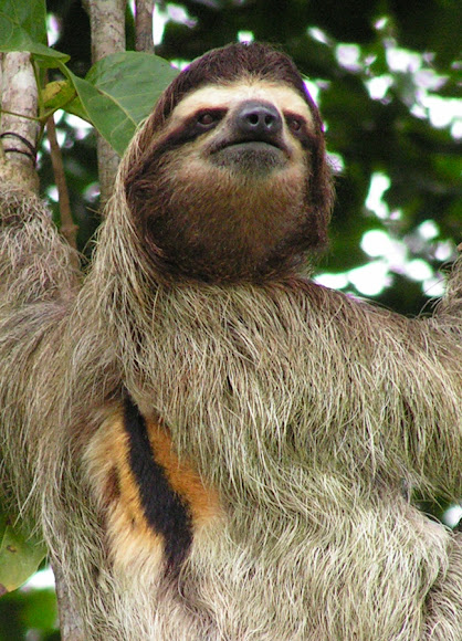 Brown-throated sloth | Project Noah