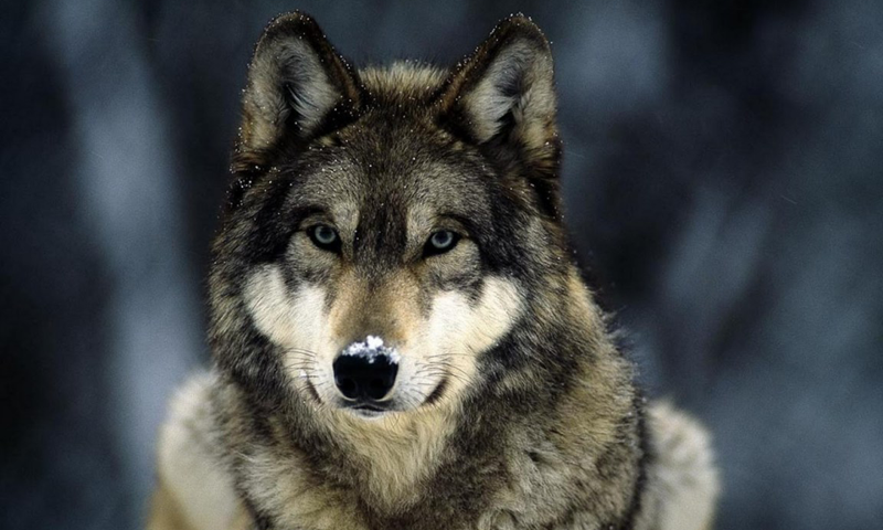 Wallpapers de lobos en HD - Imagui