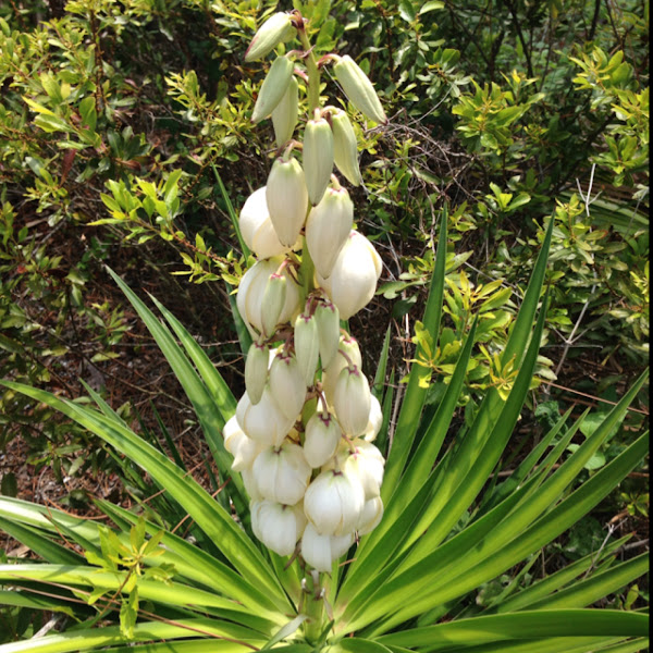Spanish Dagger or Yucca Plant | Project Noah